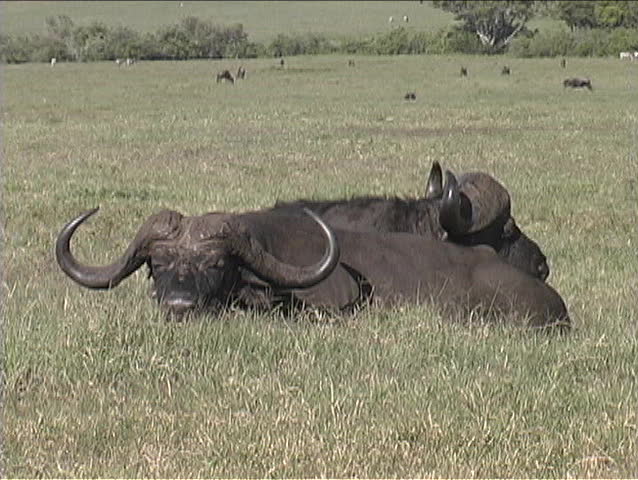 Two Cape Buffalo Sleeping in Stock Footage Video (100% Royalty-free ...