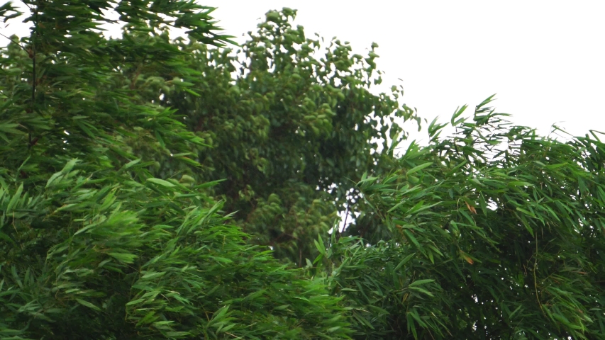 Storm Wind Shaking Bamboo Tree Stock Footage Video (100% Royalty-free ...