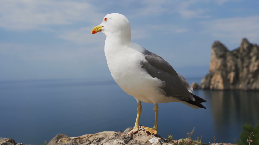 Seagull in flight with wings spread image - Free stock photo - Public ...