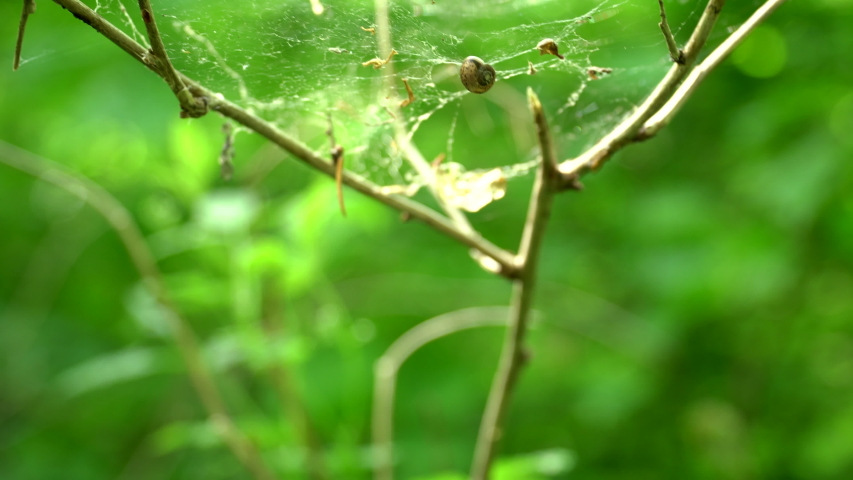 Snail in Spider Web image - Free stock photo - Public Domain photo ...