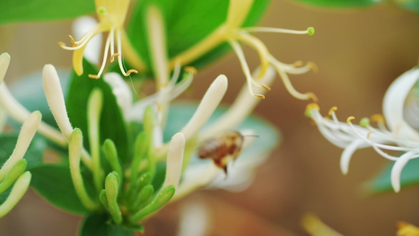 Back of Bee detail image - Free stock photo - Public Domain photo - CC0 ...