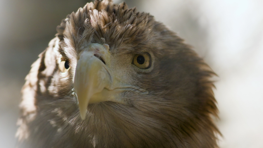 closeup portrait golden eagle looking camera Stock Footage Video (100% ...