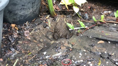 Common Brown Toad Eat Earthworm Nature Stock Footage Video (100% ...