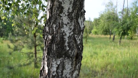 Trunk Sisam Tree Stock Photo 1755008258 | Shutterstock