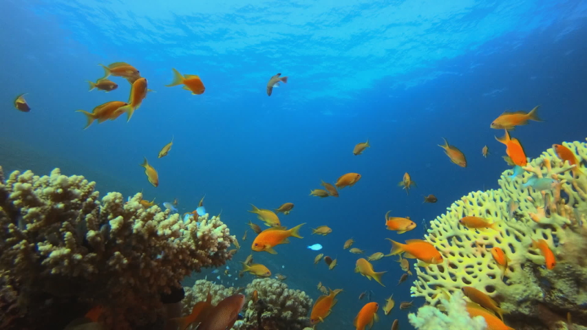 Underwater Scene Marine Life. Tropical Stock Footage Video (100% ...