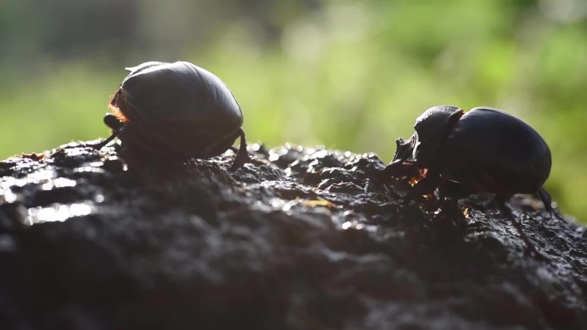 dung beetle eat shit gaur khao Stock Footage Video (100% Royalty-free ...