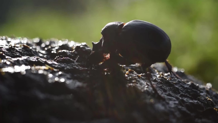dung beetle eat shit gaur khao Stock Footage Video (100% Royalty-free ...