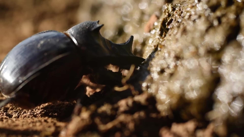 Dung Beetle Eat the Shit Stock Footage Video (100% Royalty-free ...