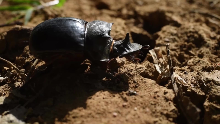dung beetle eat shit gaur khao Stock Footage Video (100% Royalty-free ...