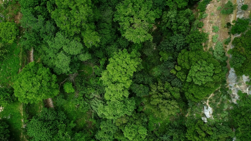 aerial view green forest trees rock Stock Footage Video (100% Royalty ...