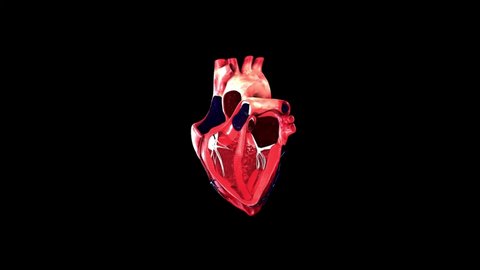 Animation 3d Heart Anatomy Stock Footage Video (100% Royalty-free ...
