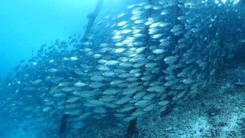 Mackerel Swarm Forming Bait Ball Fish Stock Footage Video (100% Royalty ...