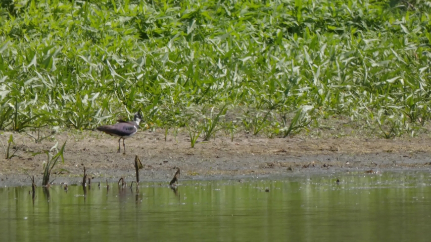 1 Chibi tree Stock Video Footage - 4K and HD Video Clips | Shutterstock