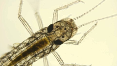 Mayfly Larva Under Microscope Video Shows Stock Footage Video (100% ...