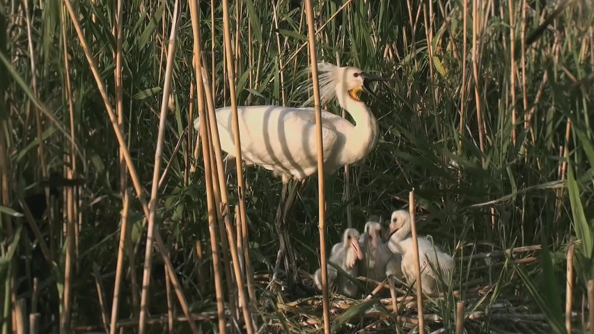 bird "platalea leucorodia" swamp nest chicks Stock Footage Video (100% ...