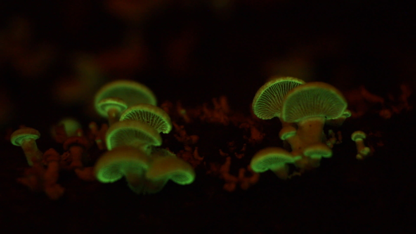 bioluminescent fungus panellus stipticus glows dim Stock Footage Video ...