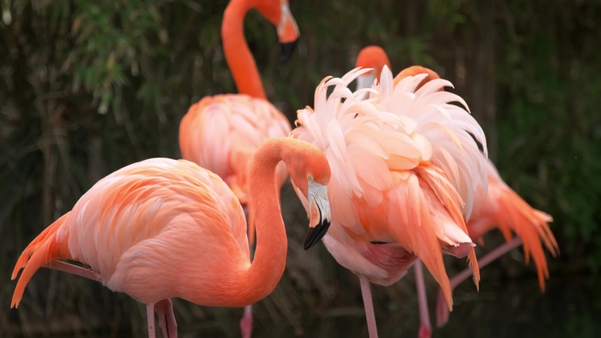 American Flamingo image - Free stock photo - Public Domain photo - CC0 ...