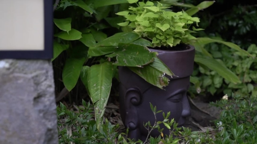 Moving Side View Face Flower Pot Stock Footage Video (100% Royalty-free ...