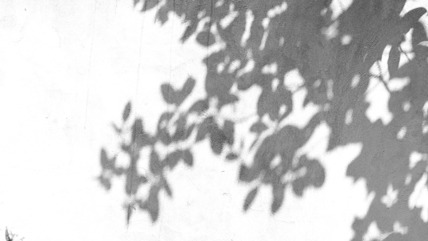 Ant Shadow Stock Video Footage - 4K and HD Video Clips | Shutterstock