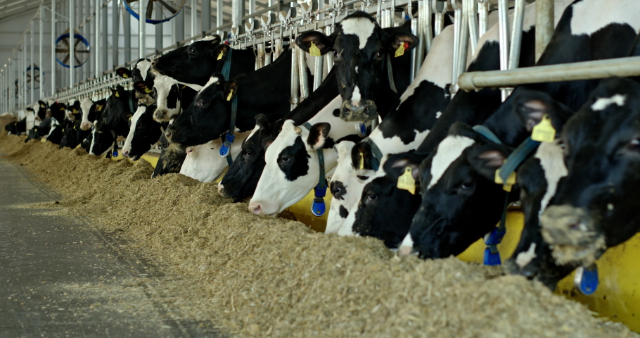 Cow bow Stock Video Footage - 4K and HD Video Clips | Shutterstock