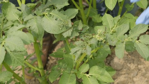 Destruction New Crop Potatoes Farmer Fights Stock Footage Video (100% ...