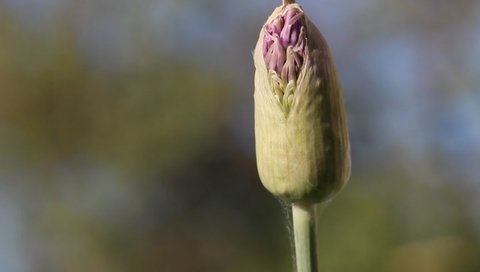 Open Flower Buds Macro Photography Stock Footage Video (100% Royalty ...