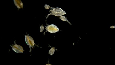 Ostracoda Under Microscope Cypridinidae Family Myodocopida Stock ...