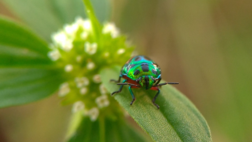 background video green insect nature Stock Footage Video (100% Royalty ...