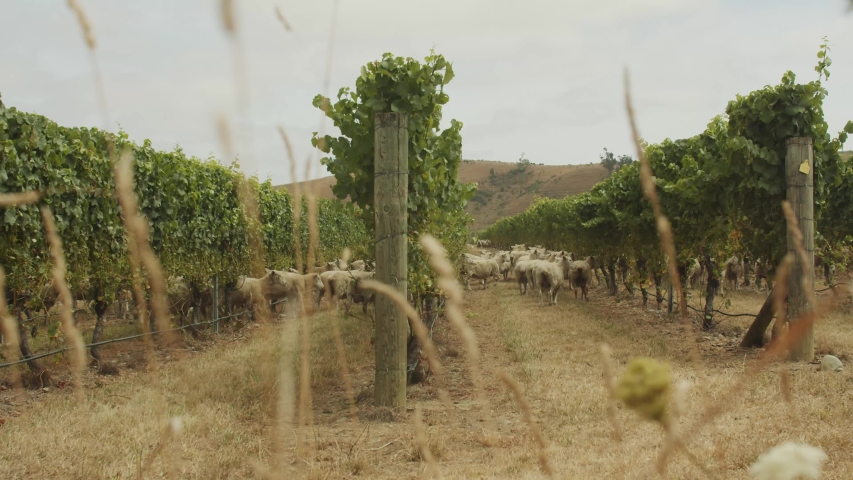 Sheeps Vineyard Stock Video Footage - 4K and HD Video Clips | Shutterstock
