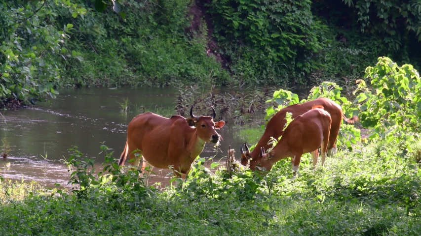 banteng tembadau wild cattle found southeast Stock Footage Video (100% ...