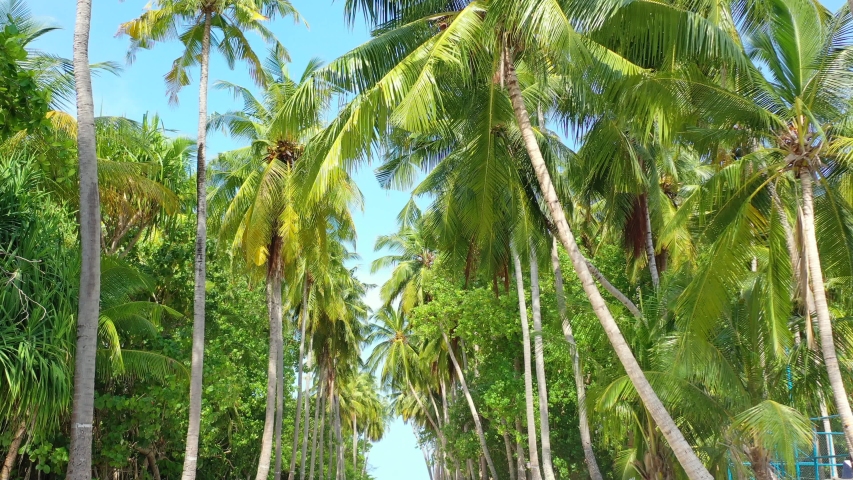 dolly out forest palm trees on Stock Footage Video (100% Royalty-free ...