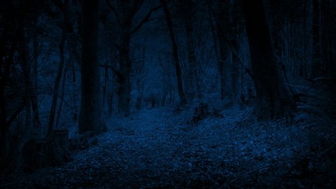 Forest Deciduous Trees Night Illuminated By Stock Photo (Edit Now ...