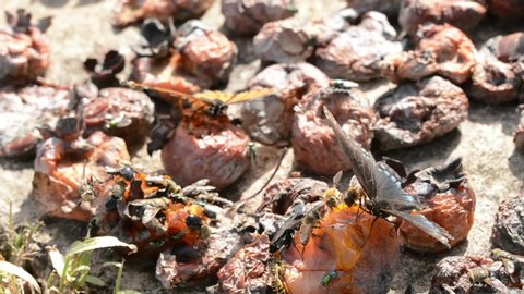 Roasted Bats Tomohon Market Sulawesi Indonesia Stock Photo (Edit Now ...