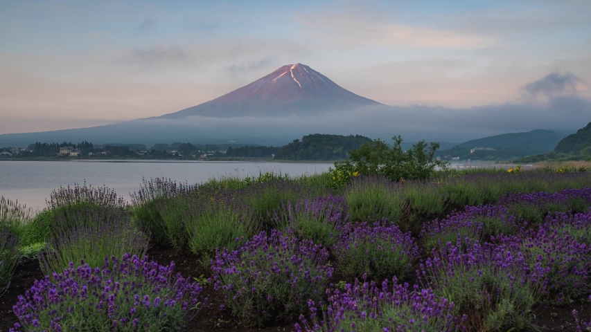Fuji lavender Stock Video Footage - 4K and HD Video Clips | Shutterstock