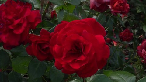 Red Blossoms English Tea Rose Bush Stock Footage Video (100% Royalty ...