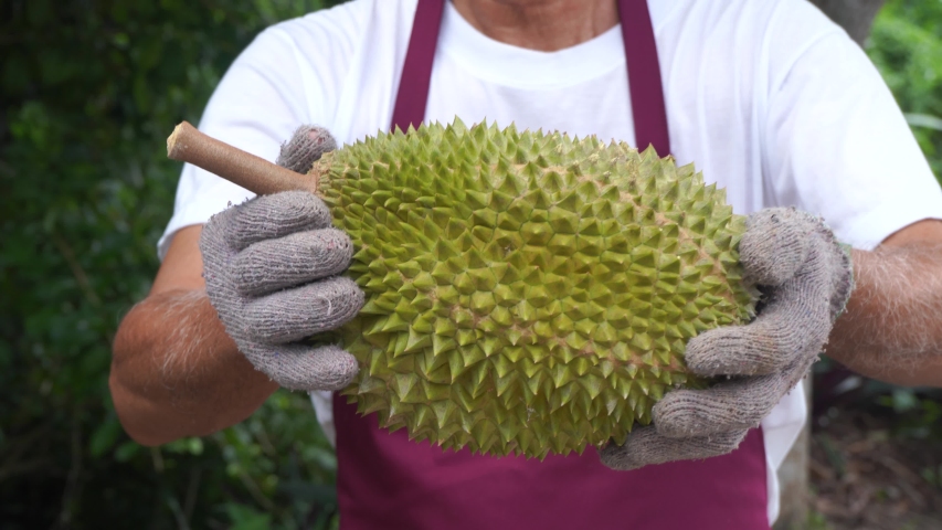 Durian Farm Stock Video Footage | Royalty Free Durian Farm Videos | Pond5
