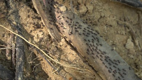 Closeup Many Terrestrial Termites On Tree Stock Footage Video (100% ...
