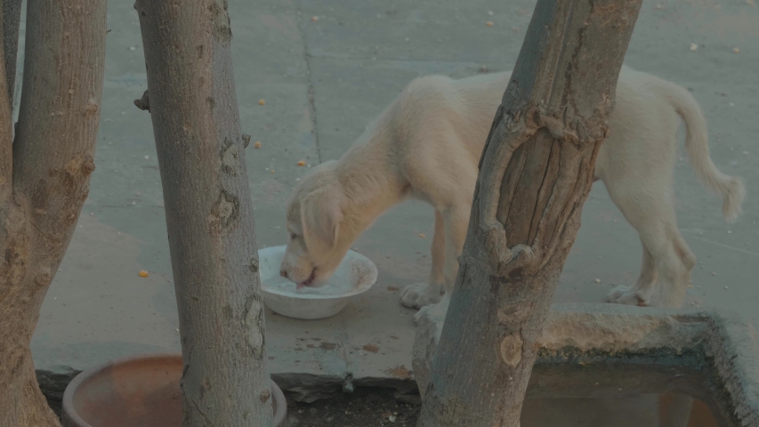 Indian terrier Stock Video Footage - 4K and HD Video Clips | Shutterstock