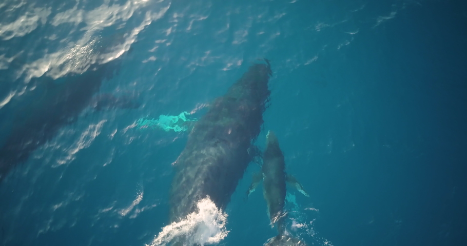 Blue Whale Adult Swimming image - Free stock photo - Public Domain ...