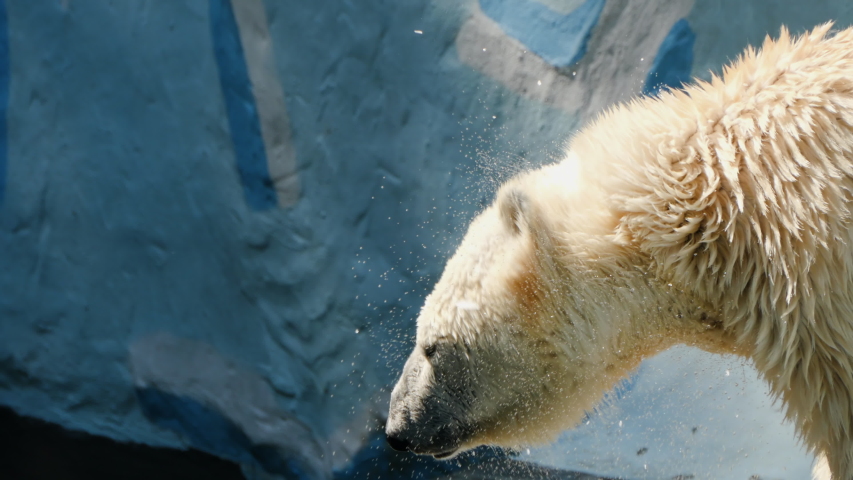 Bears playing in the pool image - Free stock photo - Public Domain ...