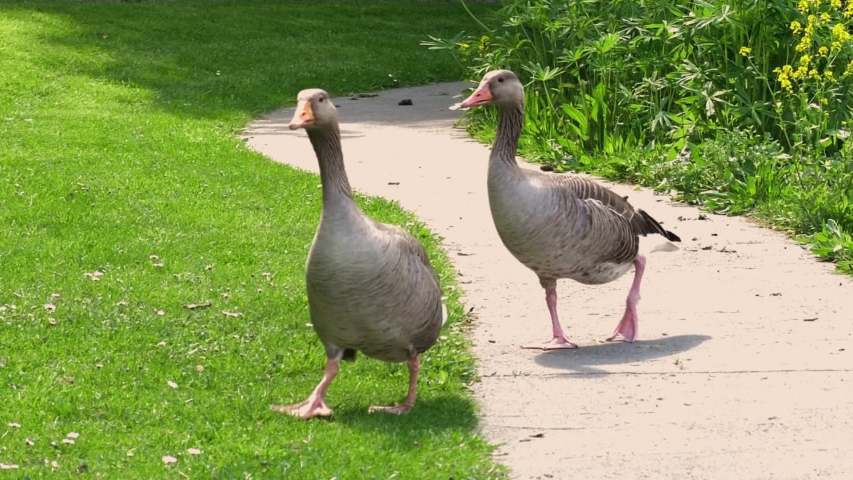 Goose and Goslings crossing the pond image - Free stock photo - Public ...