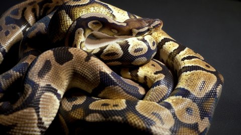 Footage Ball Python Black Background Stock Footage Video (100% Royalty ...