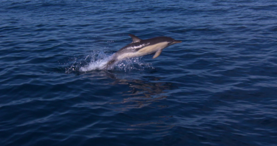 dolphin jumping out waves diving underwater Stock Footage Video (100% ...
