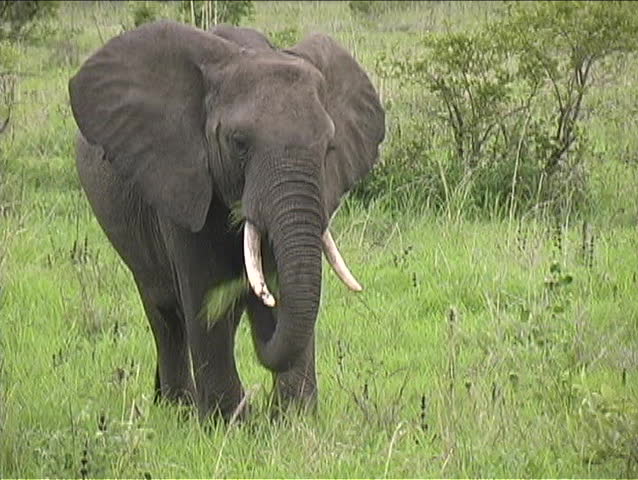 Watching Elephant Pick up and Stock Footage Video (100% Royalty-free ...