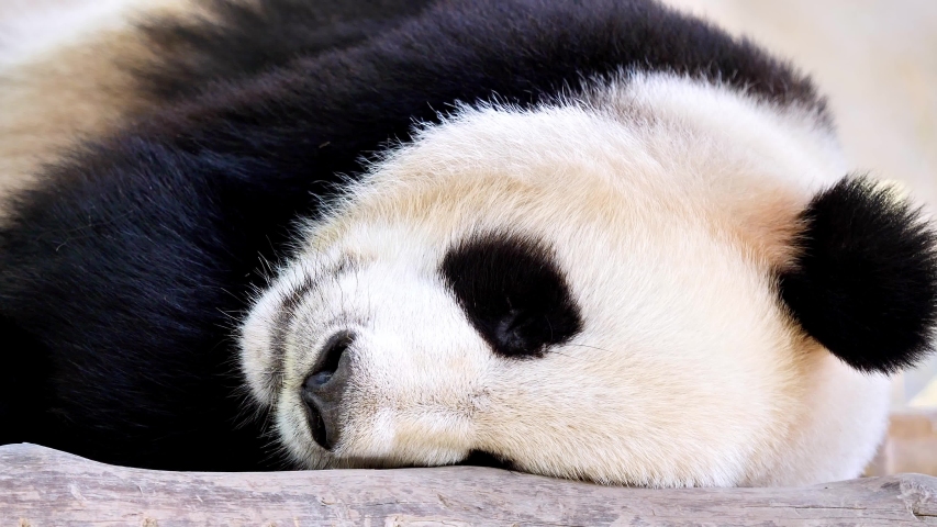 cute giant panda lying on ground Stock Footage Video (100% Royalty-free ...