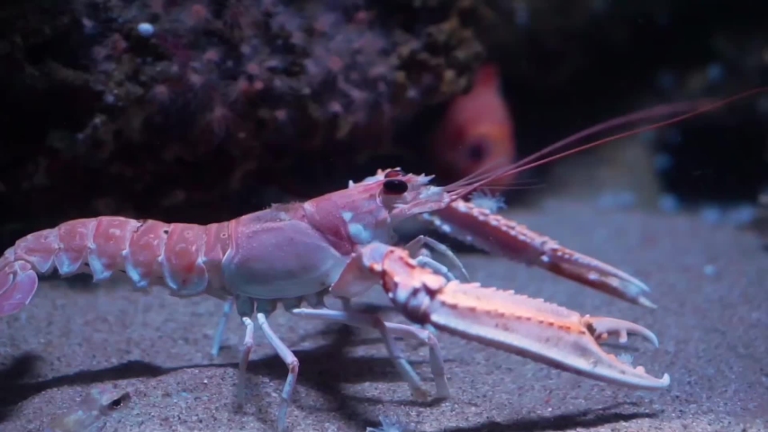 Norway lobster - Nephrops norvegicus image - Free stock photo - Public ...