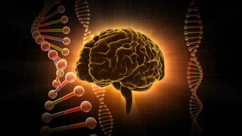 Functional Areas Human Brain Diagram Vector Stock Vector (Royalty Free ...