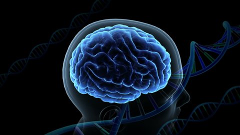 Human Brain Anatomy Stock Illustration 139827919 | Shutterstock