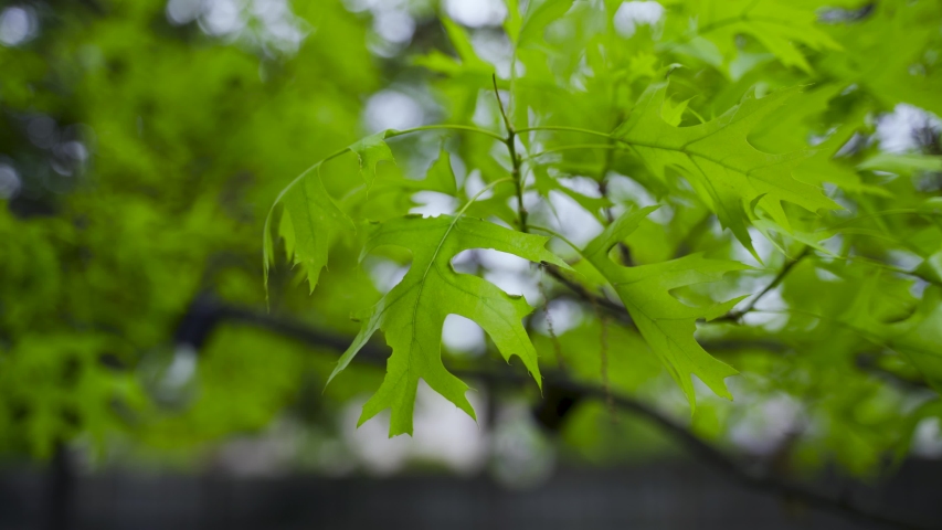 Oak Tree Leaves Blowing Wind Stock Footage Video (100% Royalty-free ...