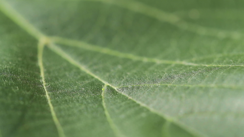 Water Droplet in center of leaf image - Free stock photo - Public ...